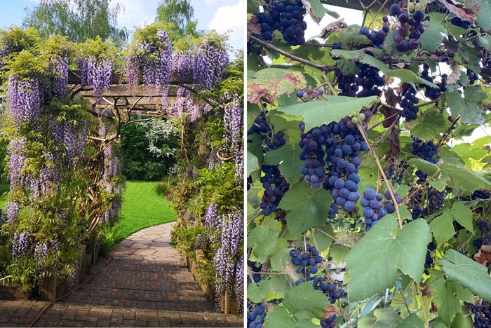 Houten Pergola laten begroeien met klimplanten - Gadero