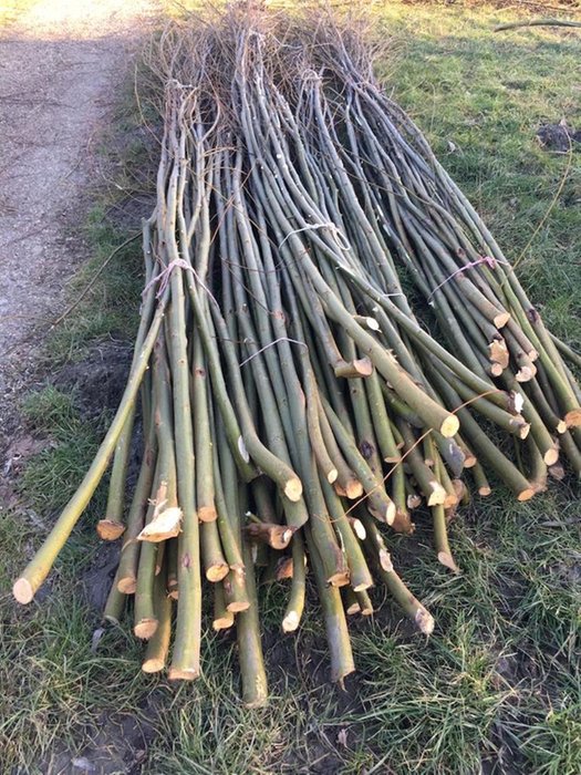 Natuurlijke Schermen Schutting Matten Tuinmatten Wilgen Heidemat